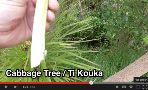 Edible New_Zealand_Native_Plant_Ti_Kouka_Cabbage_Tree - Emergency Food NZ
